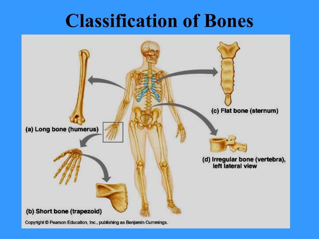 PPT BONES AND BONE TISSUES PowerPoint Presentation Free Download PPT BONES AND BONE TISSUES PowerPoint Presentation Free Download