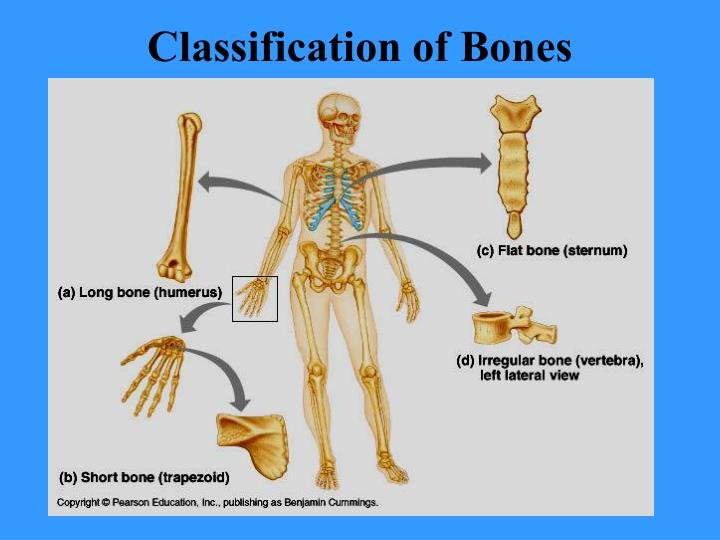 PPT - BONES AND BONE TISSUES PowerPoint Presentation - ID:416539