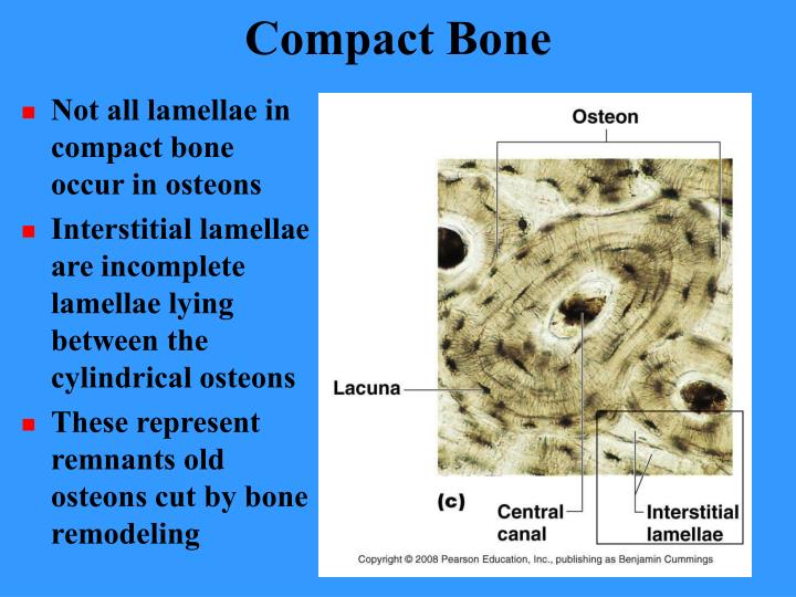 PPT - BONES AND BONE TISSUES PowerPoint Presentation - ID:416539