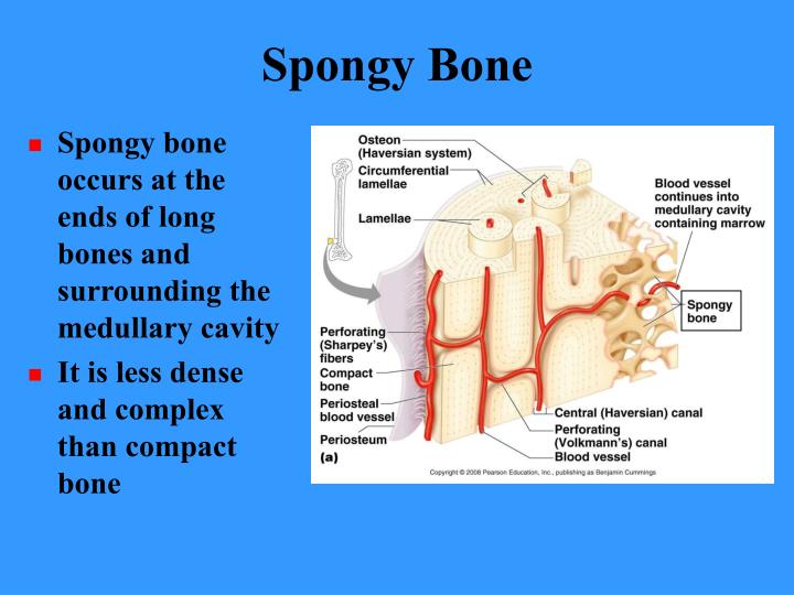 PPT BONES AND BONE TISSUES PowerPoint Presentation ID 416539