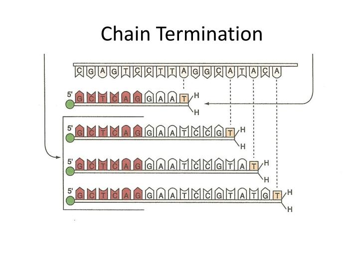 PPT - DNA Sequencing and Microarrays PowerPoint Presentation - ID:416665