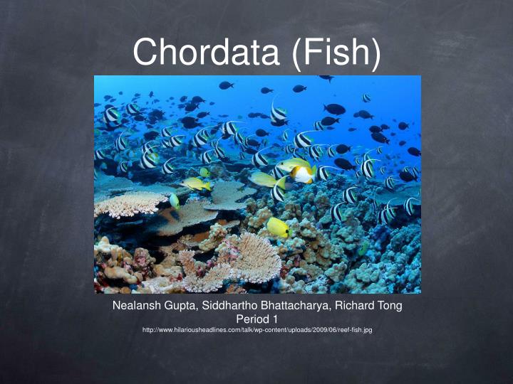 PPT - Chordata (Fish) PowerPoint Presentation, free download - ID:416798