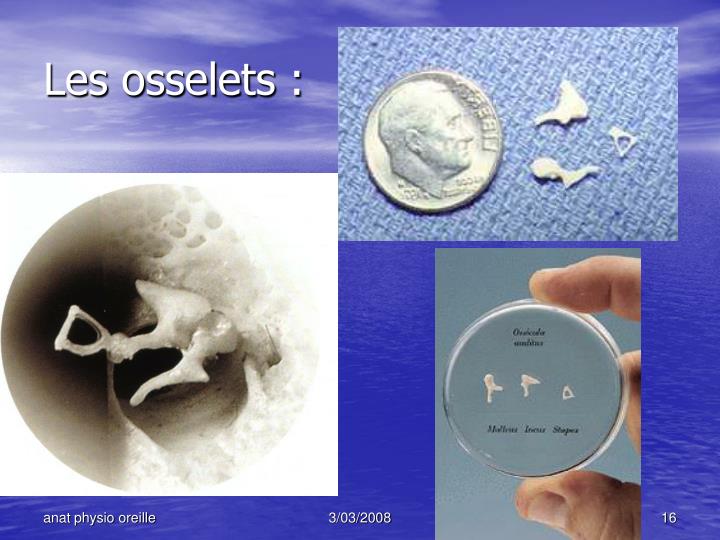 PPT - Anatomie et physiologie de l’oreille PowerPoint Presentation - ID ...