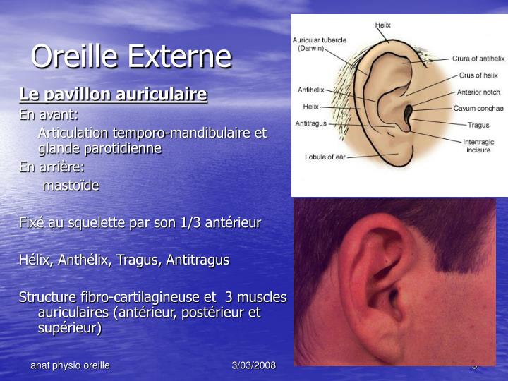 PPT - Anatomie et physiologie de l’oreille PowerPoint Presentation - ID ...