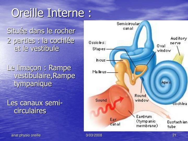 PPT - Anatomie et physiologie de l’oreille PowerPoint Presentation - ID ...