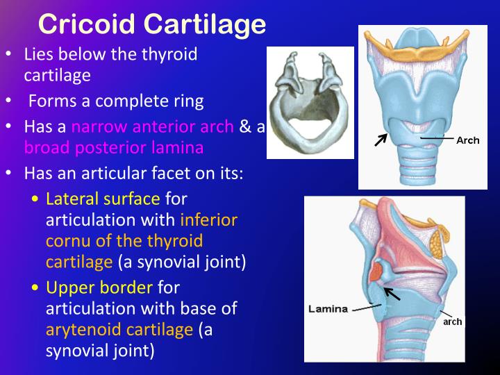 PPT - The Larynx PowerPoint Presentation - ID:417368