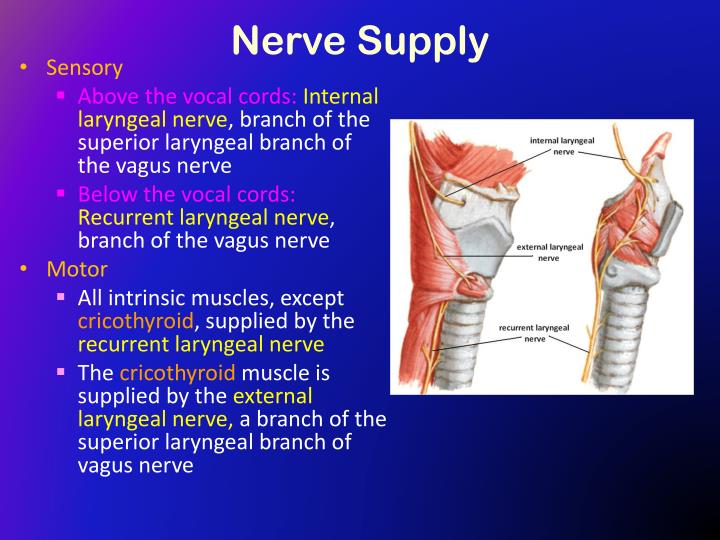 PPT - The Larynx PowerPoint Presentation - ID:417368
