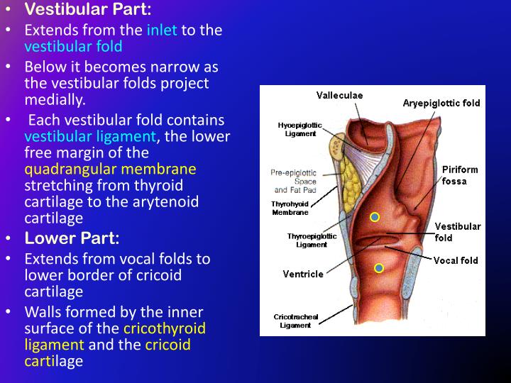 PPT - The Larynx PowerPoint Presentation - ID:417368