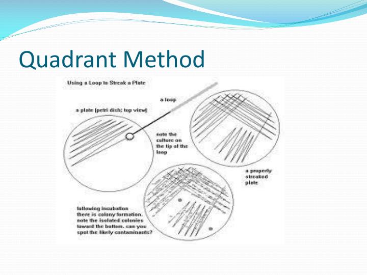 PPT - Ex. 13 Streak Plate and Spread Plate PowerPoint Presentation - ID ...