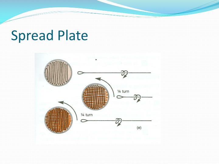 PPT - Ex. 13 Streak Plate and Spread Plate PowerPoint Presentation - ID ...