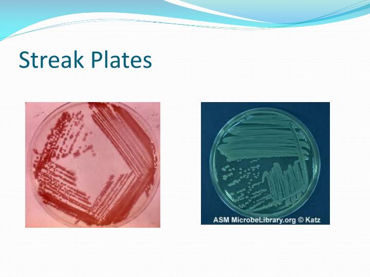 PPT - Ex. 13 Streak Plate and Spread Plate PowerPoint Presentation - ID ...