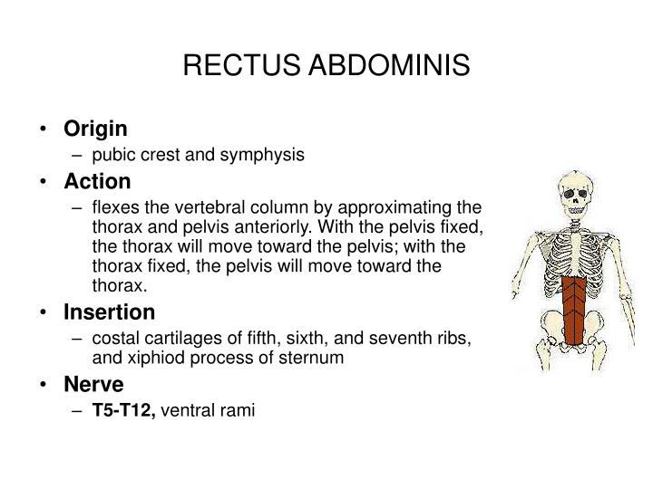 PPT - Abdominal Wall PowerPoint Presentation - ID:418033