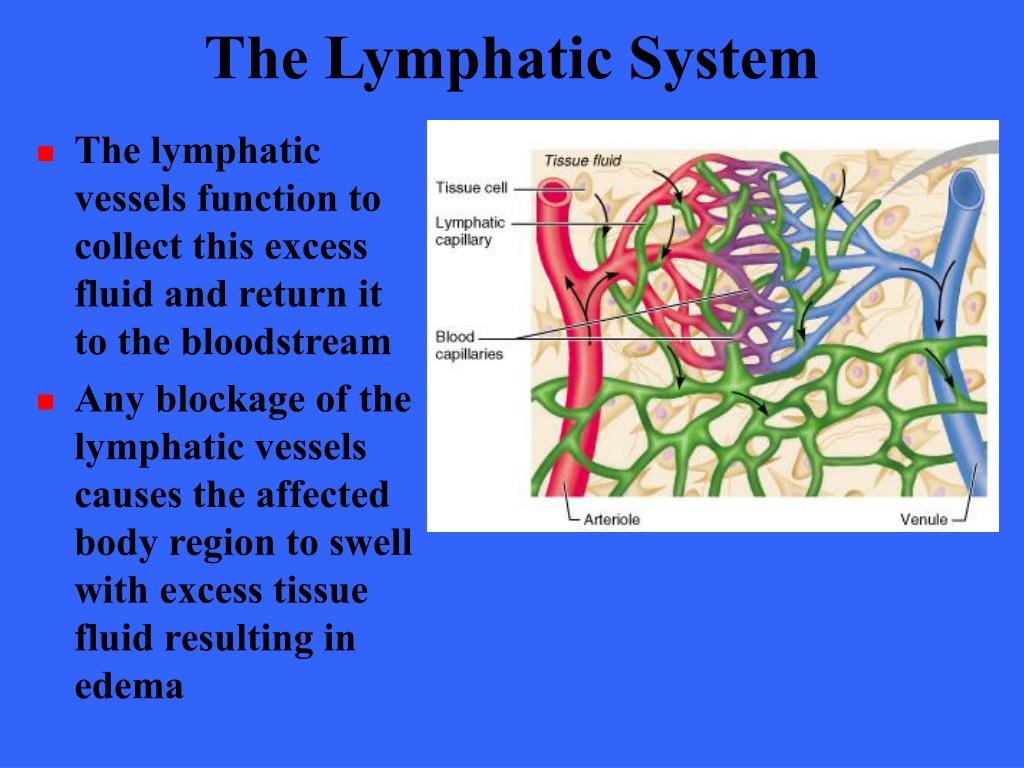 Ppt The Lymphatic System Powerpoint Presentation Free Download Id