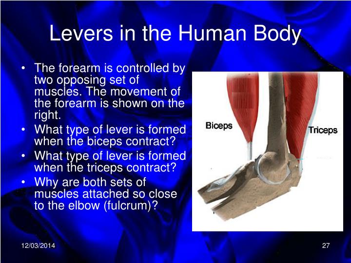 PPT - Levers in the Human Body PowerPoint Presentation - ID:419935
