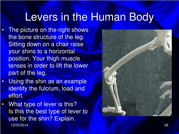 PPT - Levers in the Human Body PowerPoint Presentation - ID:419935