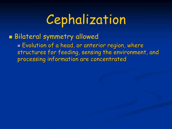 PPT - INTRODUCTION TO ANIMAL DIVERSITY PowerPoint Presentation - ID:421292