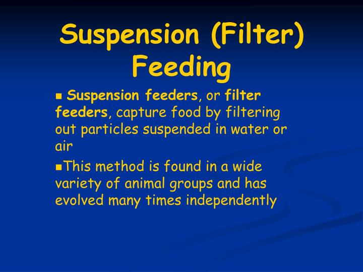PPT - INTRODUCTION TO ANIMAL DIVERSITY PowerPoint Presentation - ID:421292