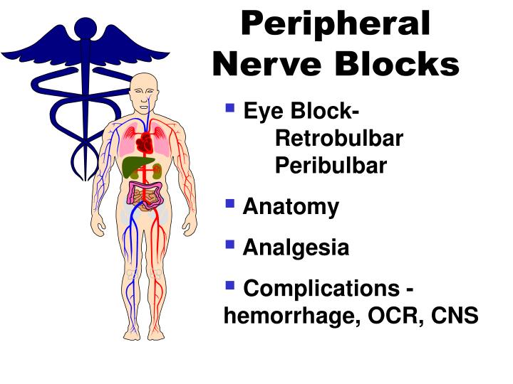 PPT - Regional Anesthesia for Anesthesiology Nursing Peripheral Nerve ...