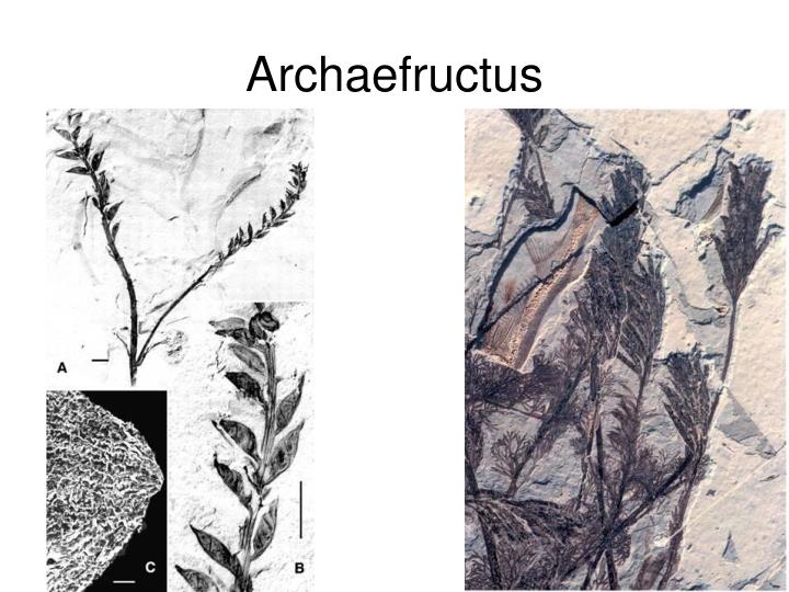 PPT - Angiosperm origins and relationships of major lineages PowerPoint ...