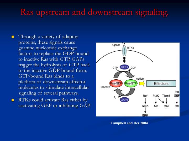 PPT - En z yme- linked Cell Surface Receptors PowerPoint Presentation ...