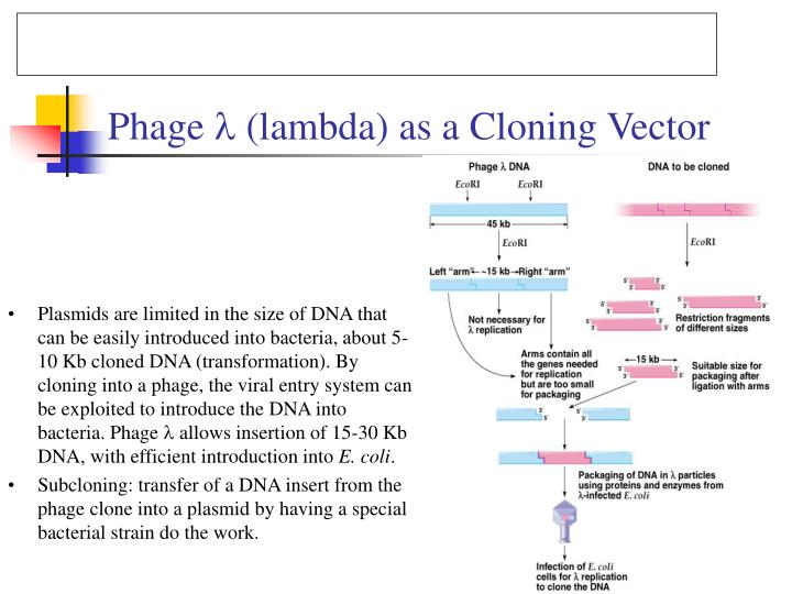 PPT - Recombinant DNA cloning technology PowerPoint Presentation - ID:422595