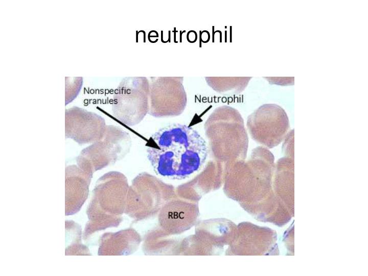 PPT - The Cells of the Immune System PowerPoint Presentation - ID:423028