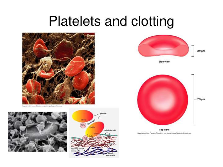 PPT - The Cells of the Immune System PowerPoint Presentation - ID:423028