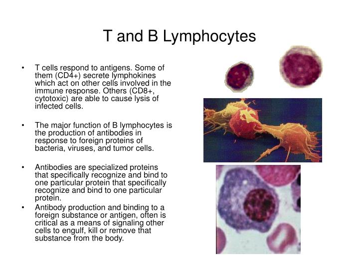 PPT - The Cells of the Immune System PowerPoint Presentation - ID:423028