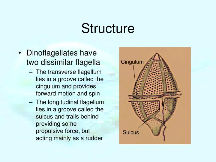 PPT - Dinoflagellates PowerPoint Presentation - ID:424078
