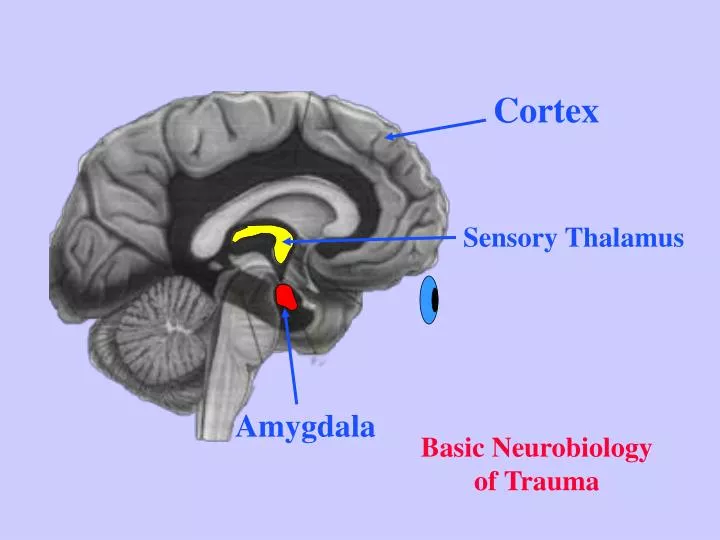 PPT - Cortex PowerPoint Presentation, free download - ID:424749