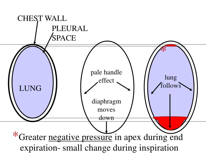 PPT - Thoracic Anatomy & Physiology A Simple Review PowerPoint ...