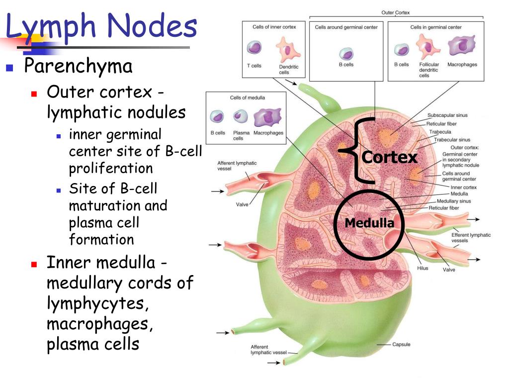 Ppt Lymph Node Histology Powerpoint Presentation Free Download Id