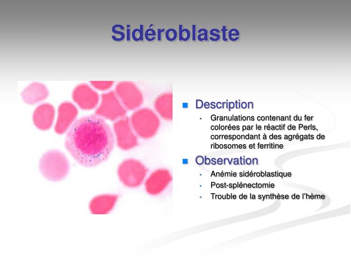 PPT - MORPHOLOGIE DES HEMATIES Normales et Pathologiques Viviane ...