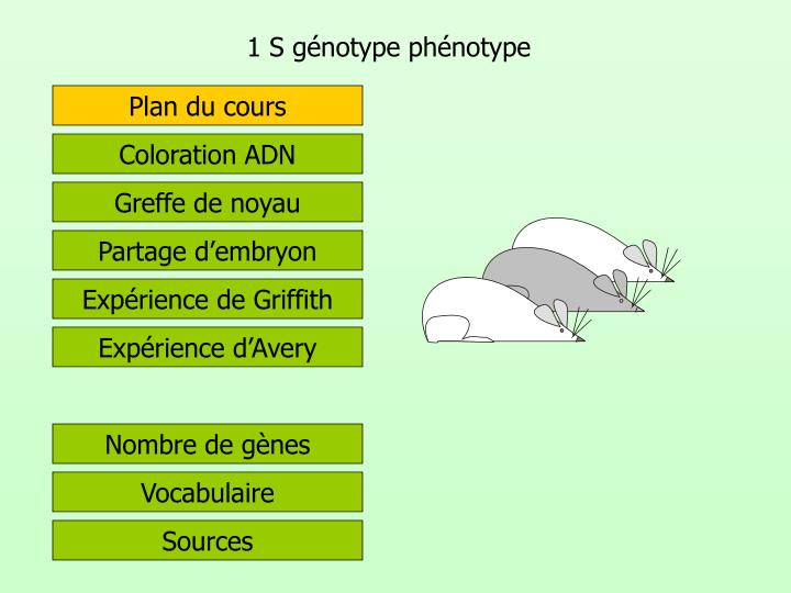 PPT - 1 S génotype phénotype PowerPoint Presentation, free download ...