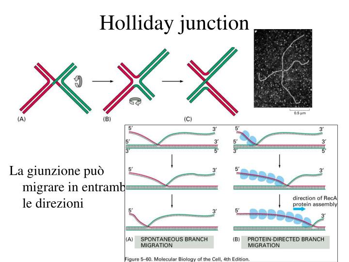 PPT - DNA: riparazione e ricombinazione PowerPoint Presentation - ID:428205
