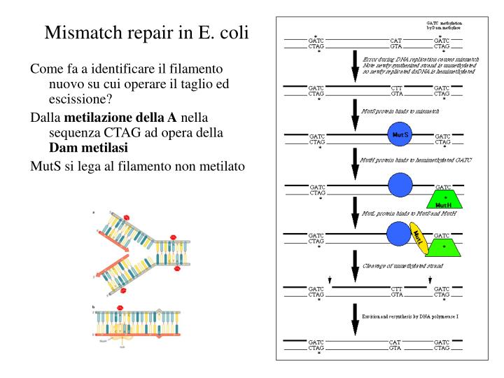 PPT - DNA: riparazione e ricombinazione PowerPoint Presentation - ID:428205