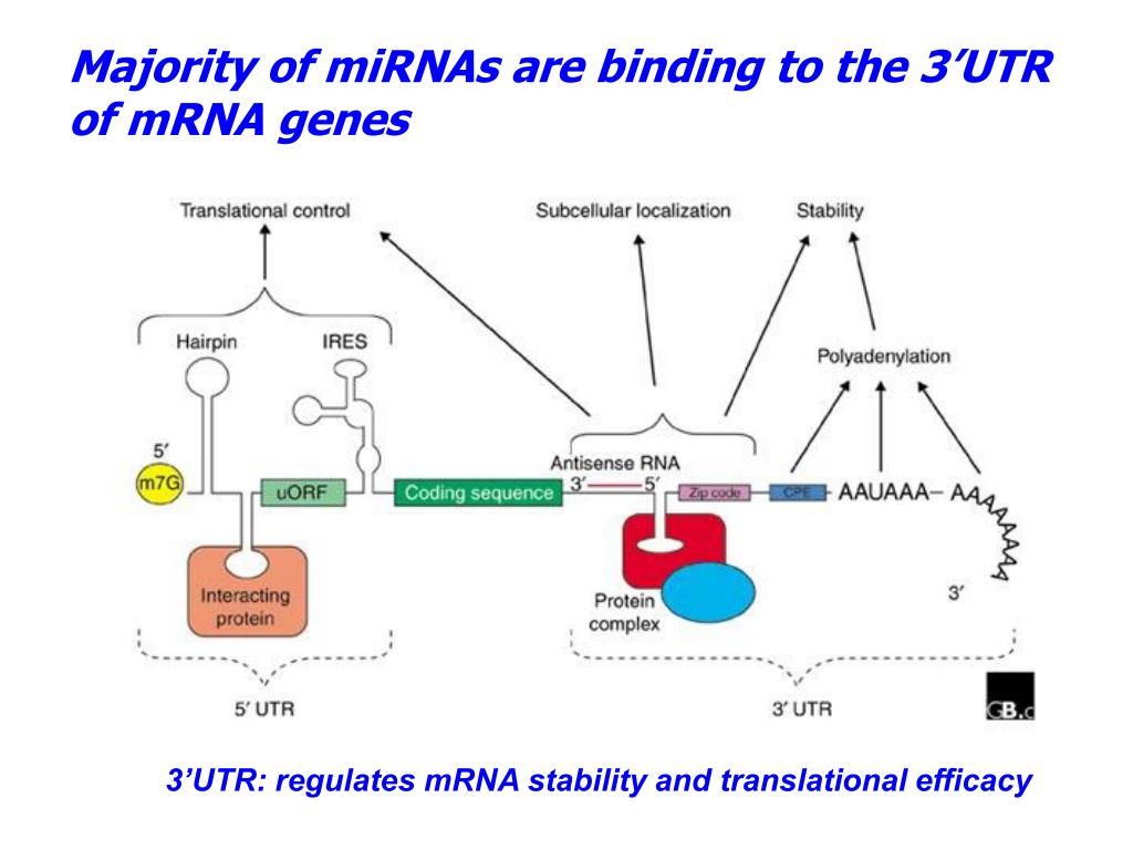 Ppt Micrornas Small Non Coding Rnas With Big Impact In Biology