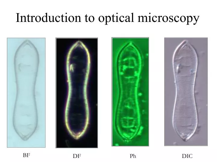 PPT - Introduction to optical microscopy PowerPoint Presentation, free ...