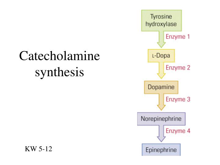 PPT - Neural Communication PowerPoint Presentation - ID:429676