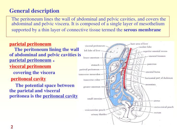 PPT - General description Relationship between the abdominopelvic ...