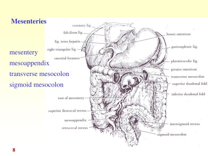 Mesenteries Anatomy Anatomy Drawing Diagram