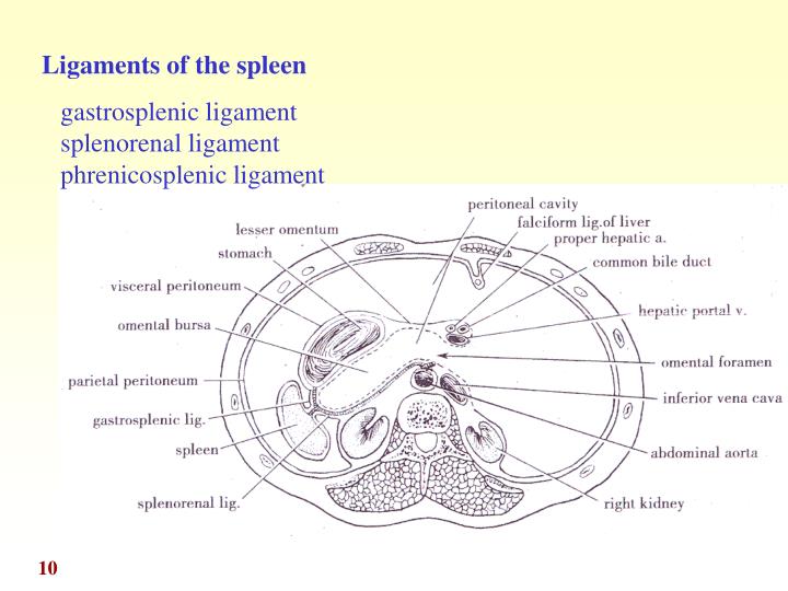 PPT - General description Relationship between the abdominopelvic ...