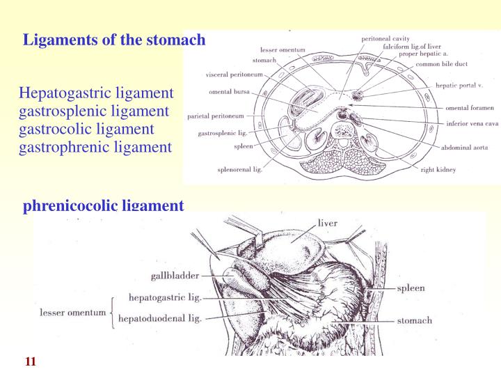 PPT - General description Relationship between the abdominopelvic ...