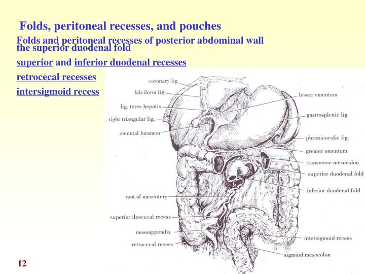 PPT - General description Relationship between the abdominopelvic ...