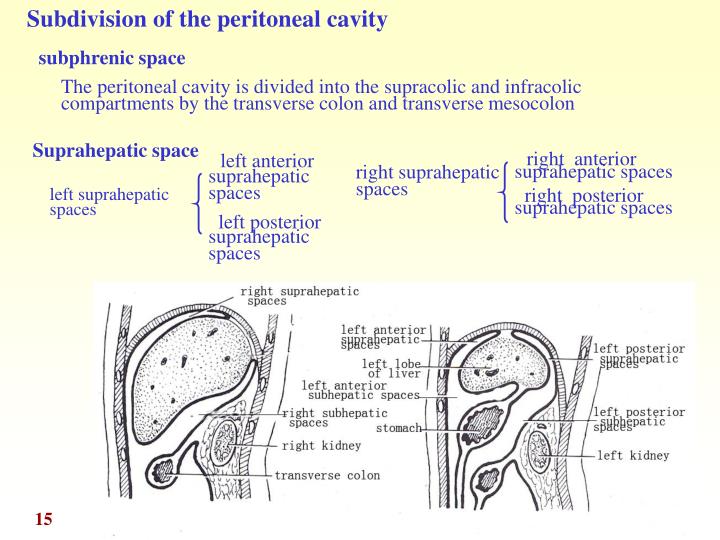 PPT - General description Relationship between the abdominopelvic ...