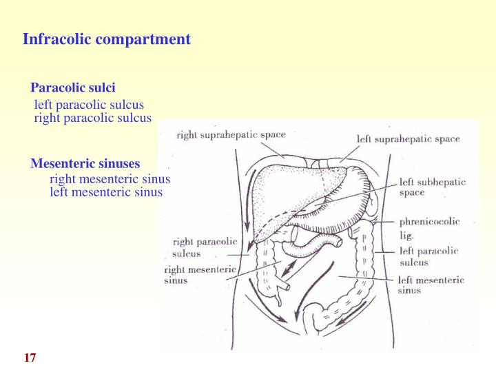 PPT - General description Relationship between the abdominopelvic ...