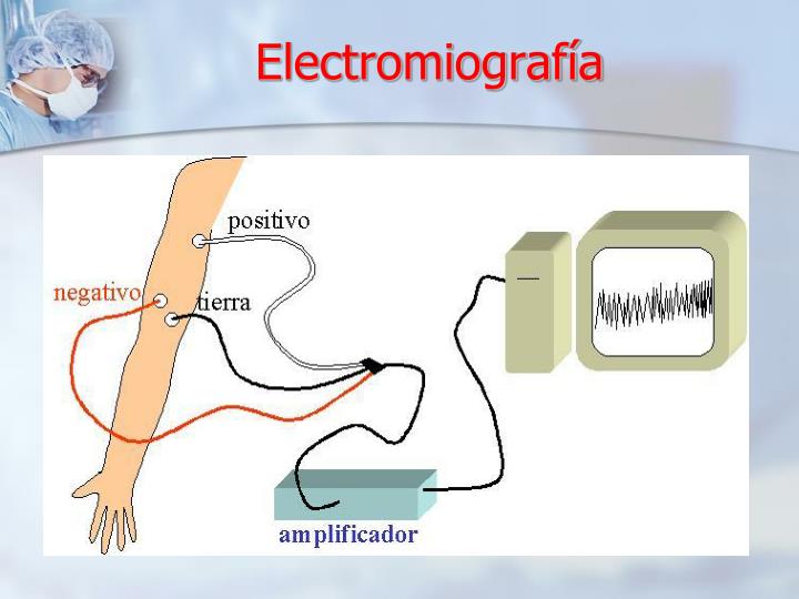 PPT - FISIOLOGIA I PowerPoint Presentation - ID:429852