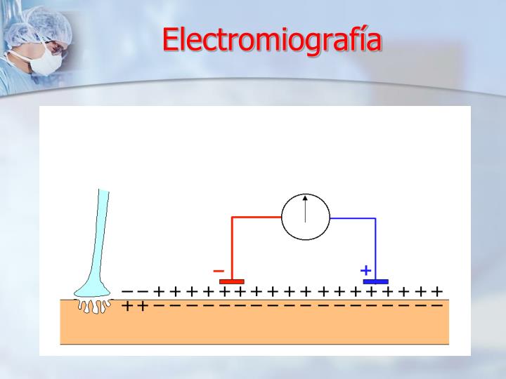 PPT - FISIOLOGIA I PowerPoint Presentation - ID:429852