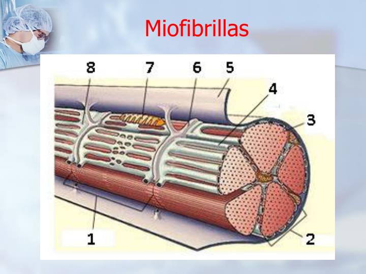PPT - FISIOLOGIA I PowerPoint Presentation - ID:429852