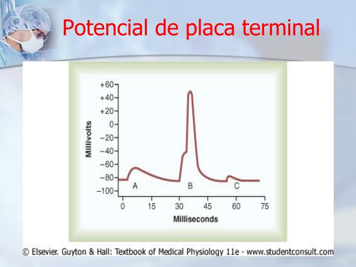 PPT - FISIOLOGIA I PowerPoint Presentation - ID:429852